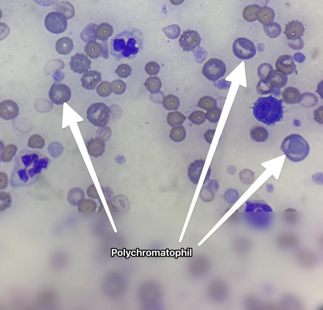 Cytology - Cell Guide